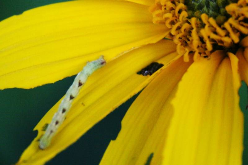 Caterpillars