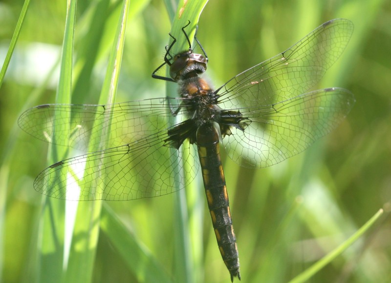 Dragonflies & Damselflies